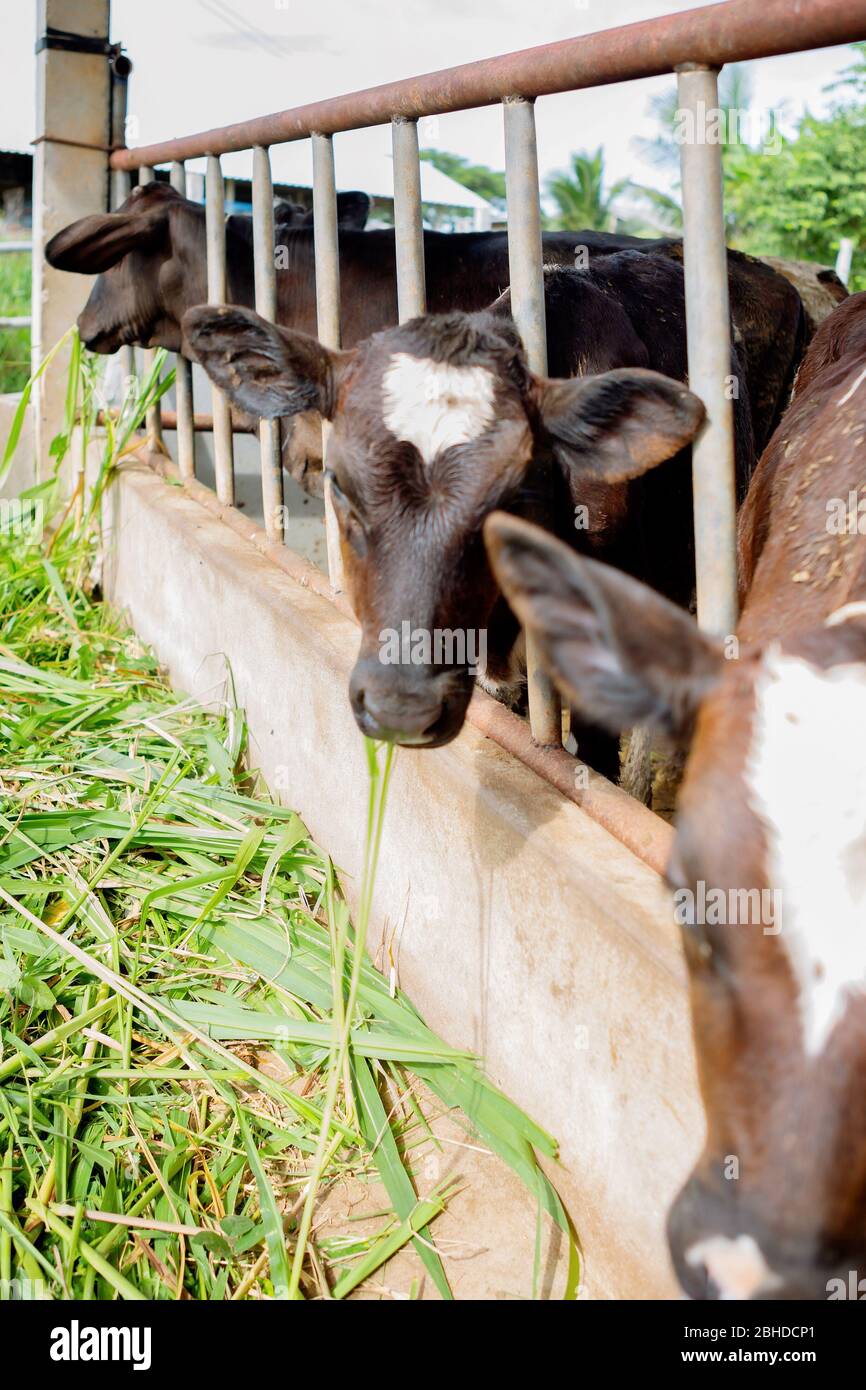 The Milk cows in local Thai farm with dirty cow dunk Stock Photo - Alamy