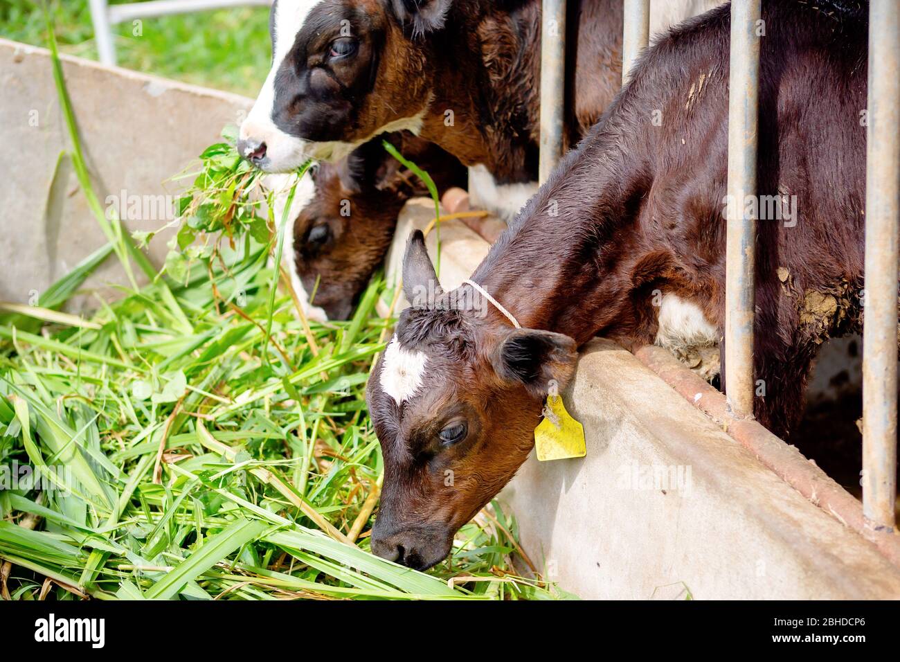 Cow dunk hi-res stock photography and images - Alamy