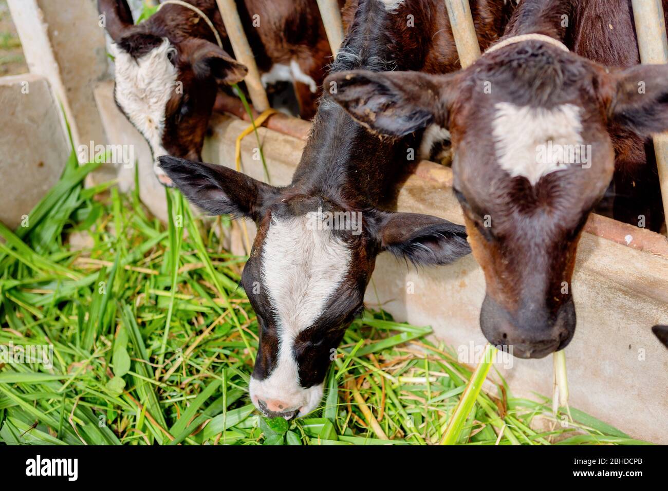 The Milk cows in local Thai farm with dirty cow dunk Stock Photo - Alamy