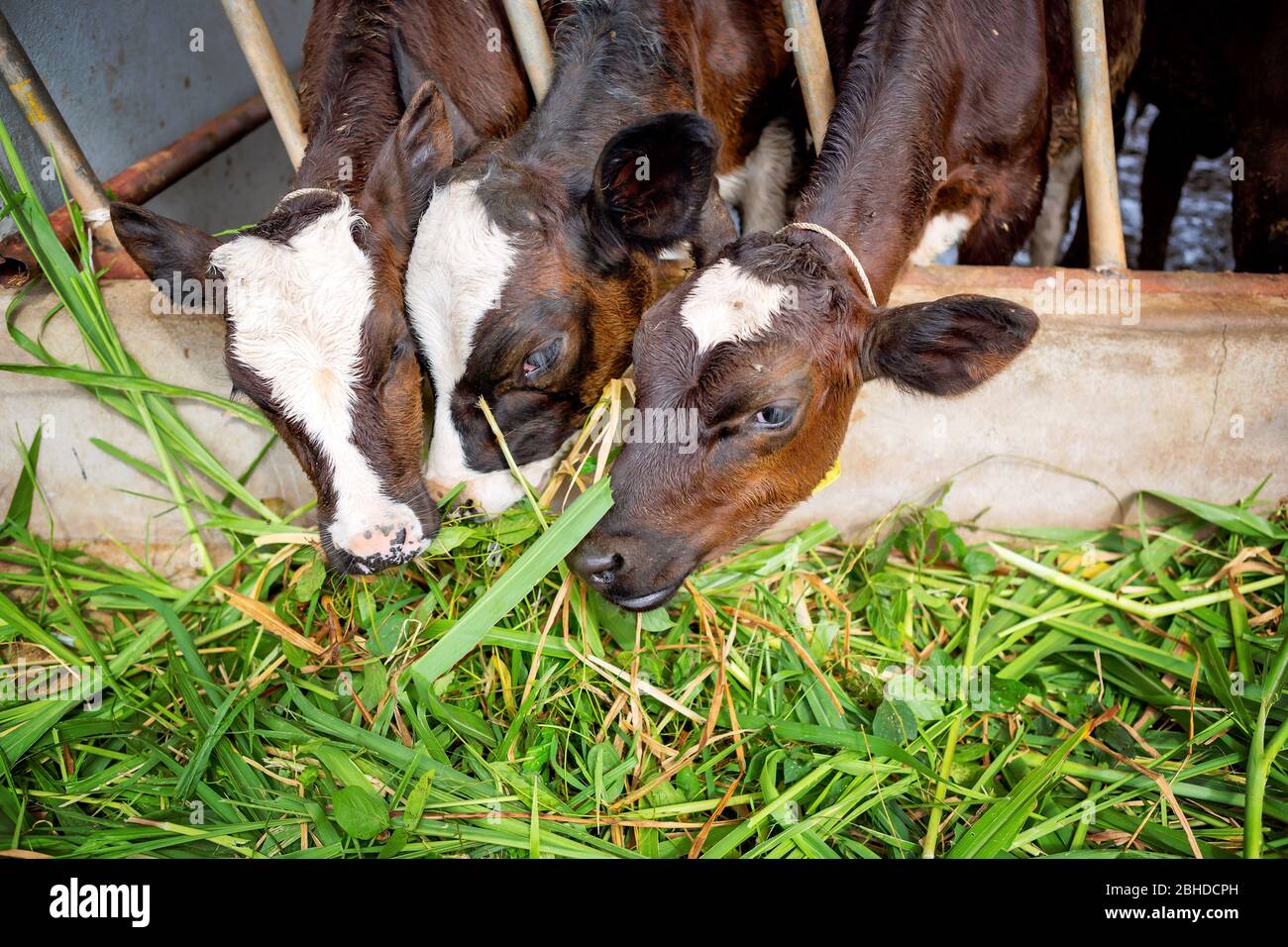 The Milk cows in local Thai farm with dirty cow dunk Stock Photo - Alamy