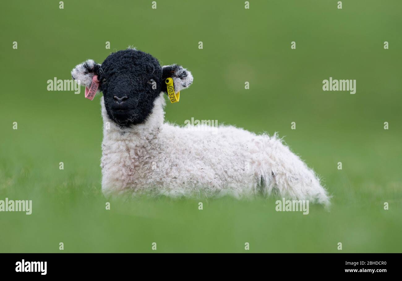 Swaledale identification hi-res stock photography and images - Alamy