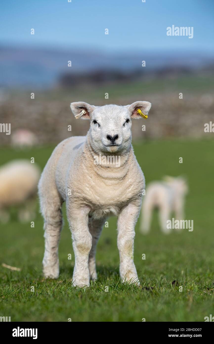 Texel lamb hi-res stock photography and images - Alamy