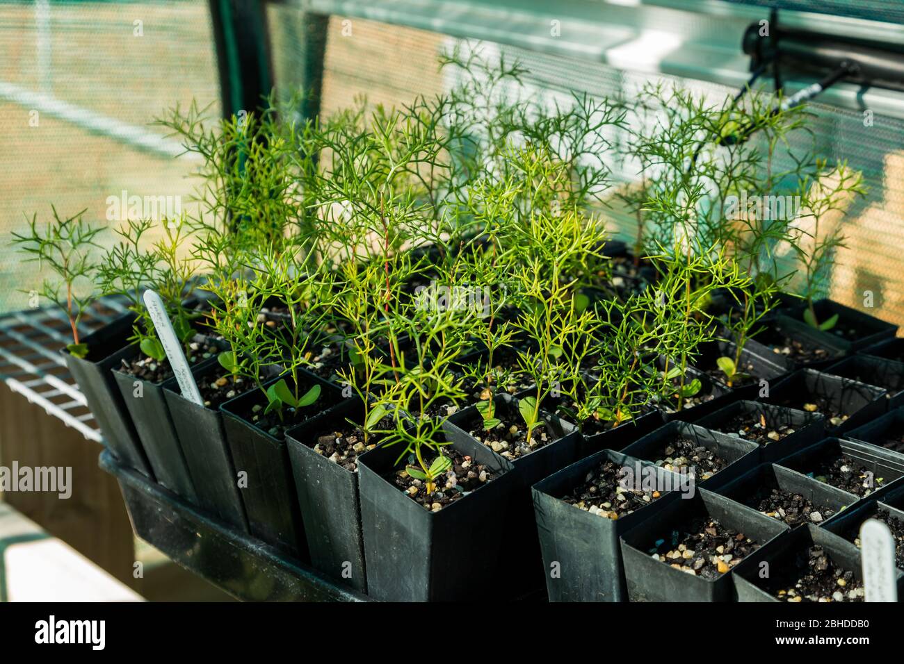 Punnets growing hi-res stock photography and images - Alamy