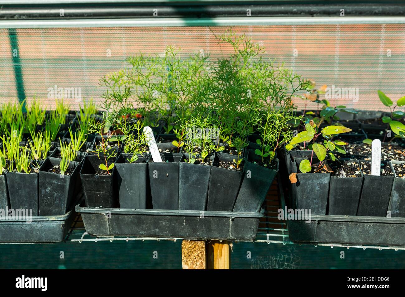 Native seedlings being grown in pots in nursery Stock Photo - Alamy