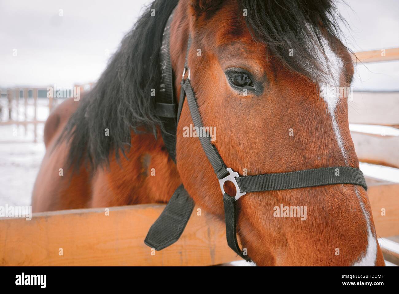 Horse at horse paddock during winter season Stock Photo - Alamy