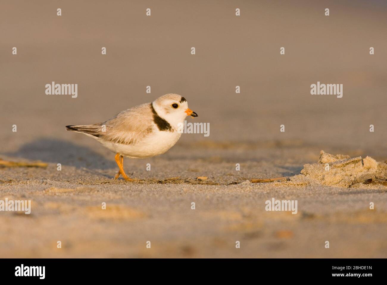 Piping Plover (Charadrius melodus). The Piping Plover is endangered ...