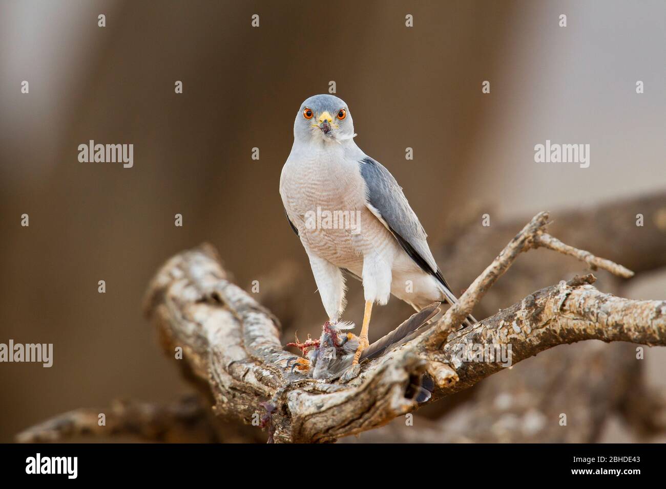 Shikra bird hi-res stock photography and images - Alamy