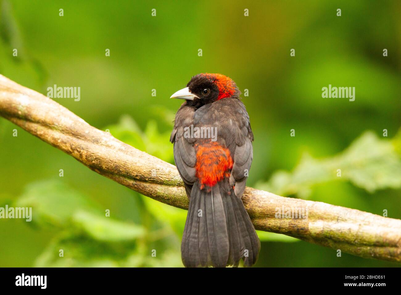 Collared tanager hi-res stock photography and images - Alamy