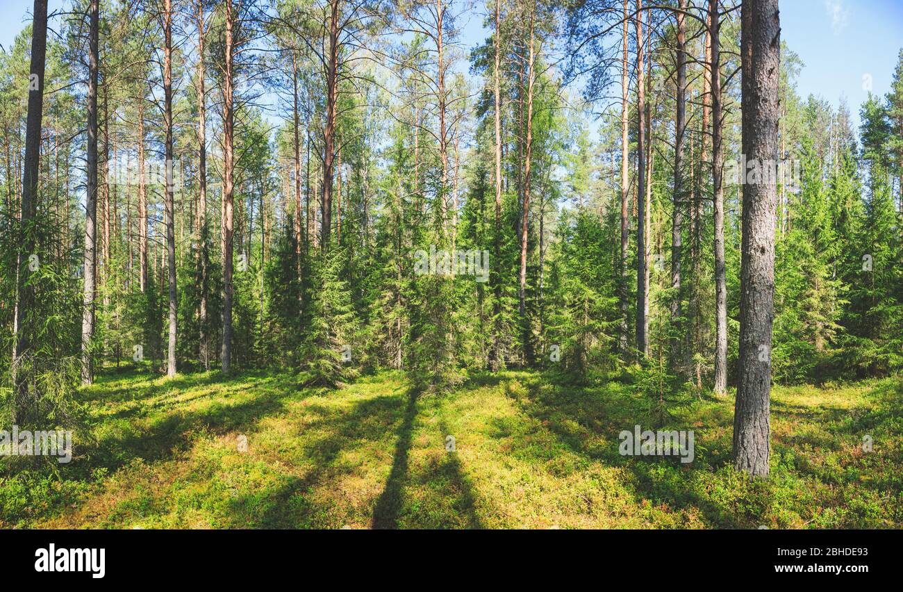 Panoramic forest backgrounds hi-res stock photography and images - Alamy