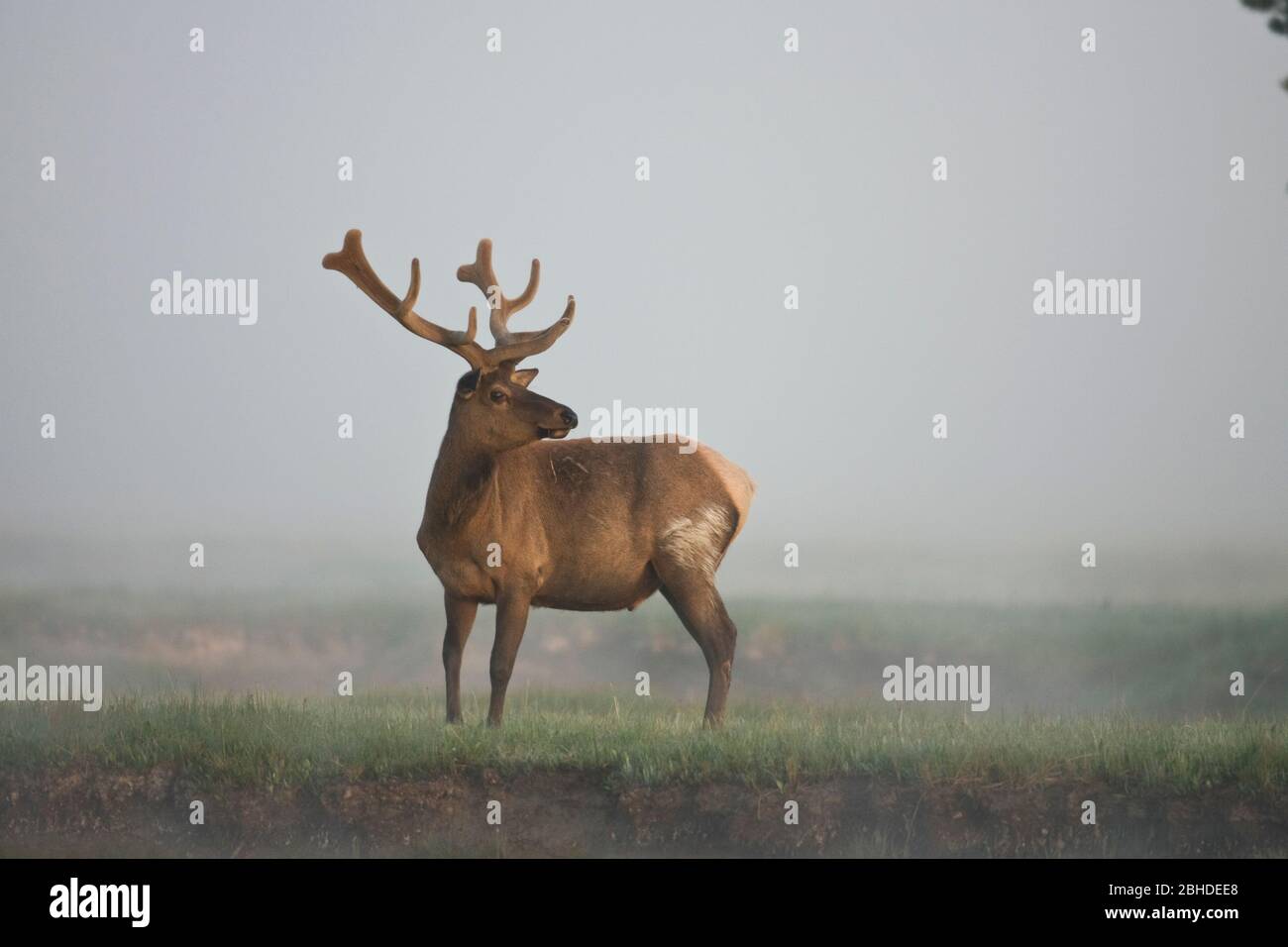 Steam bull hi-res stock photography and images - Alamy