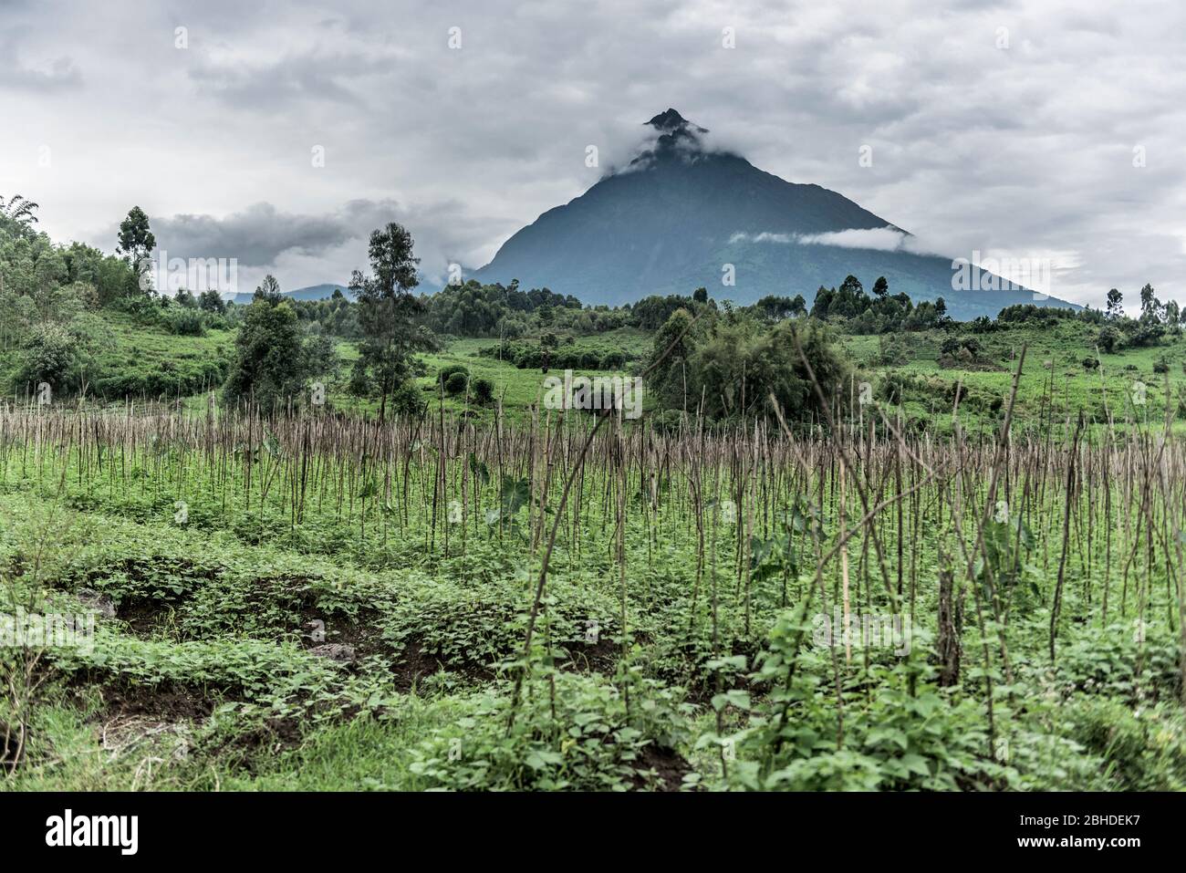 Mont Mikeno in Nord Kivu, DRC Stock Photo - Alamy