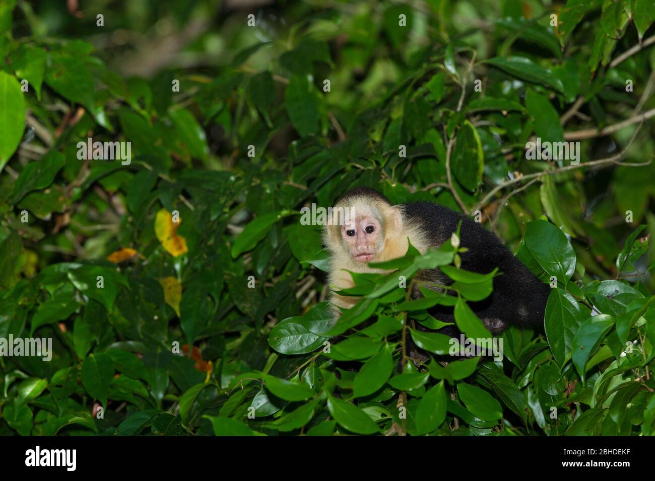 White-Faced Capuchin (Cebus capucinus) also known as white-fronted or ...