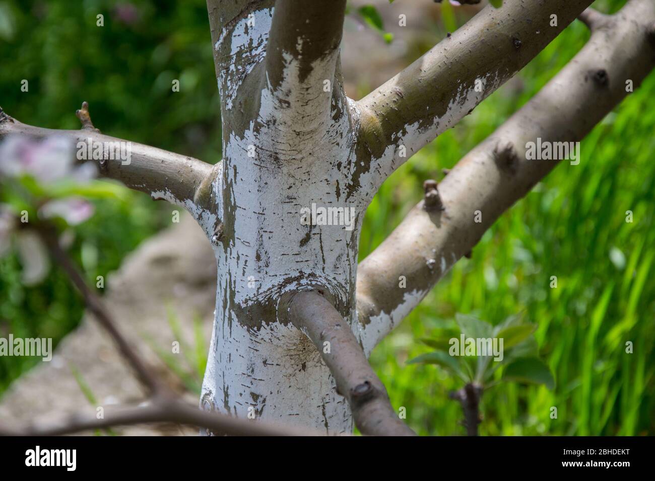 Apple tree's trunk in the garden after the winter - springtime washed ...
