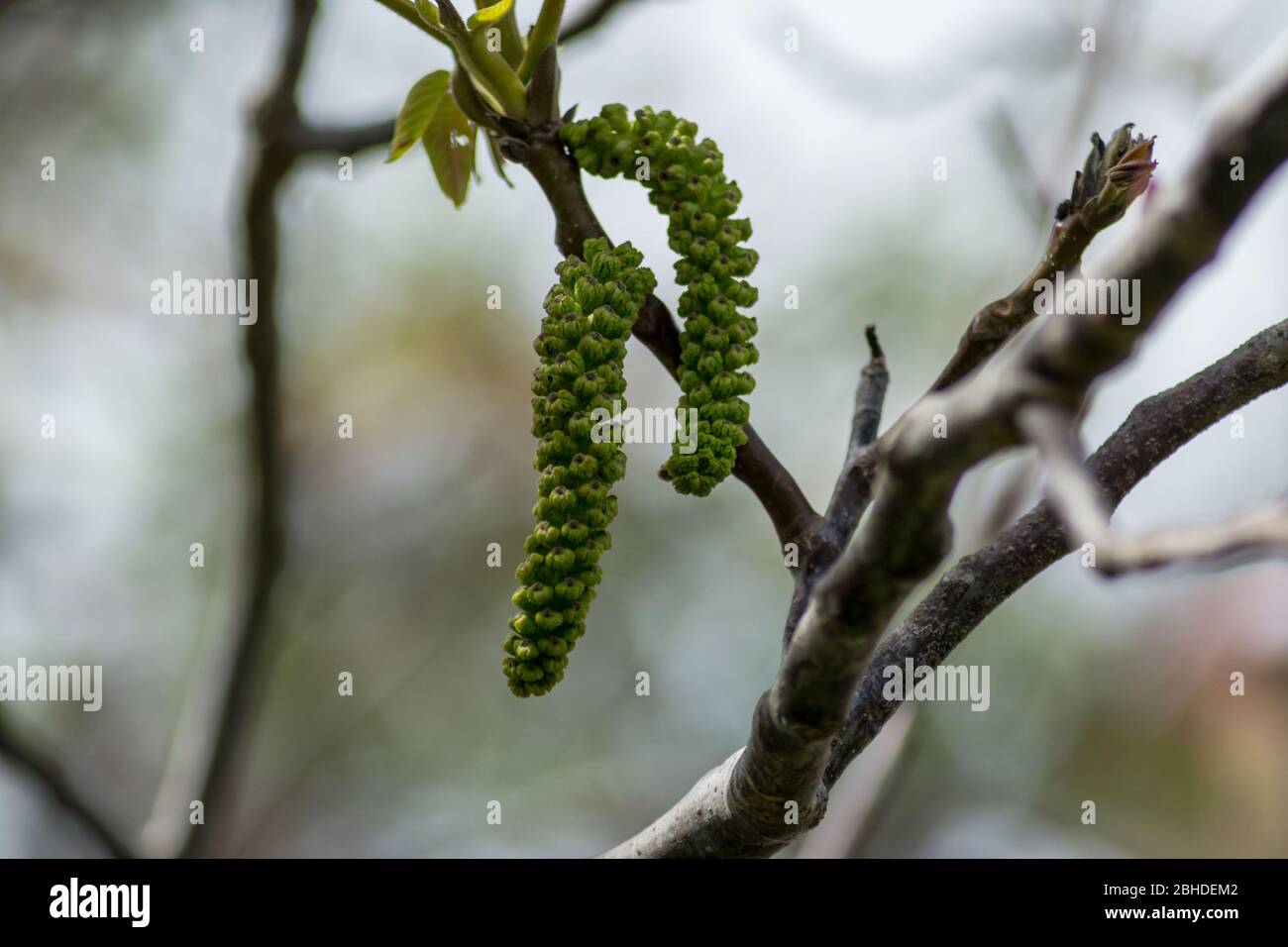 Walnut tree blooms, young leaves of the tree in the spring season ...
