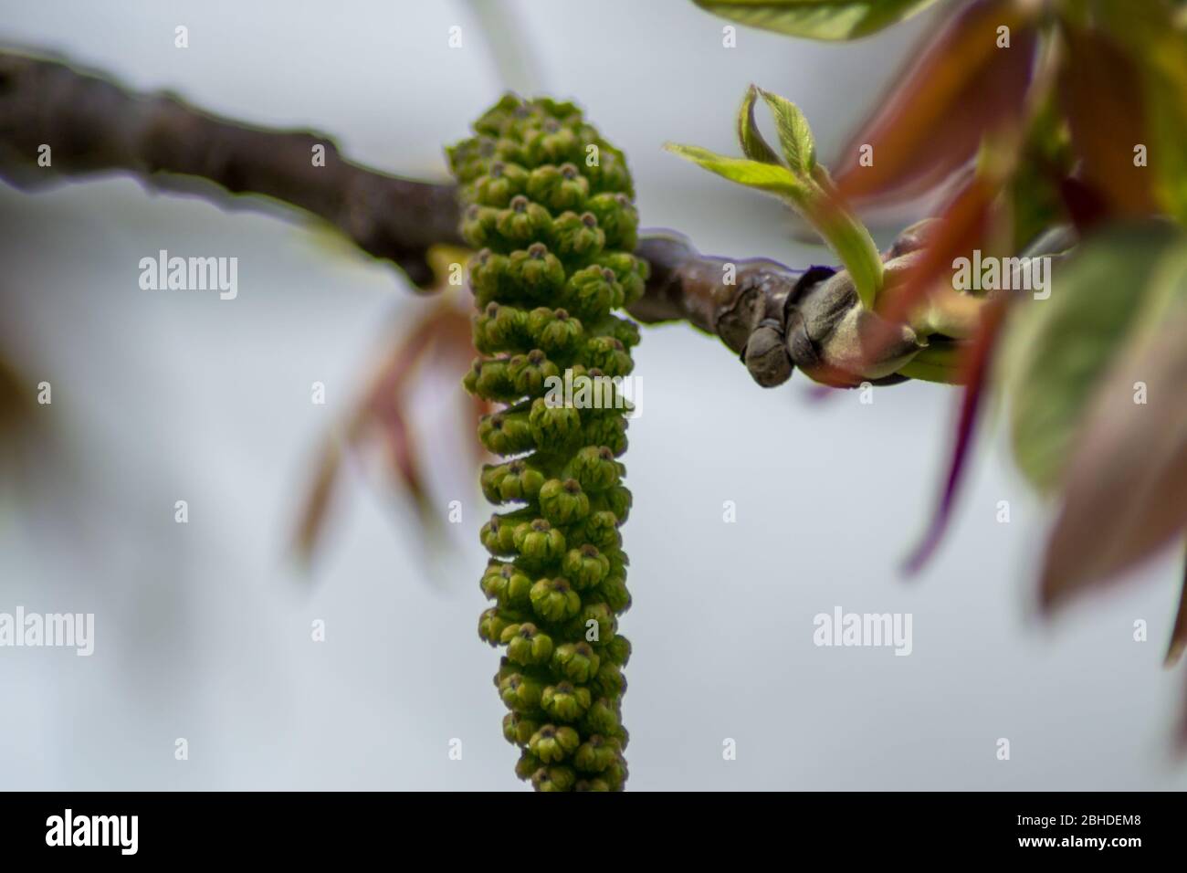 Walnut tree blooms, young leaves of the tree in the spring season ...