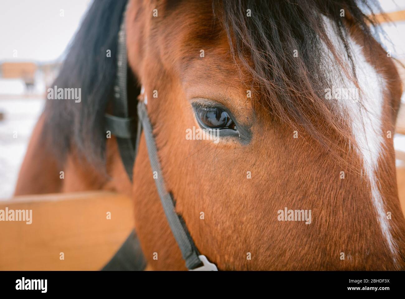 Horse at horse paddock during winter season Stock Photo - Alamy