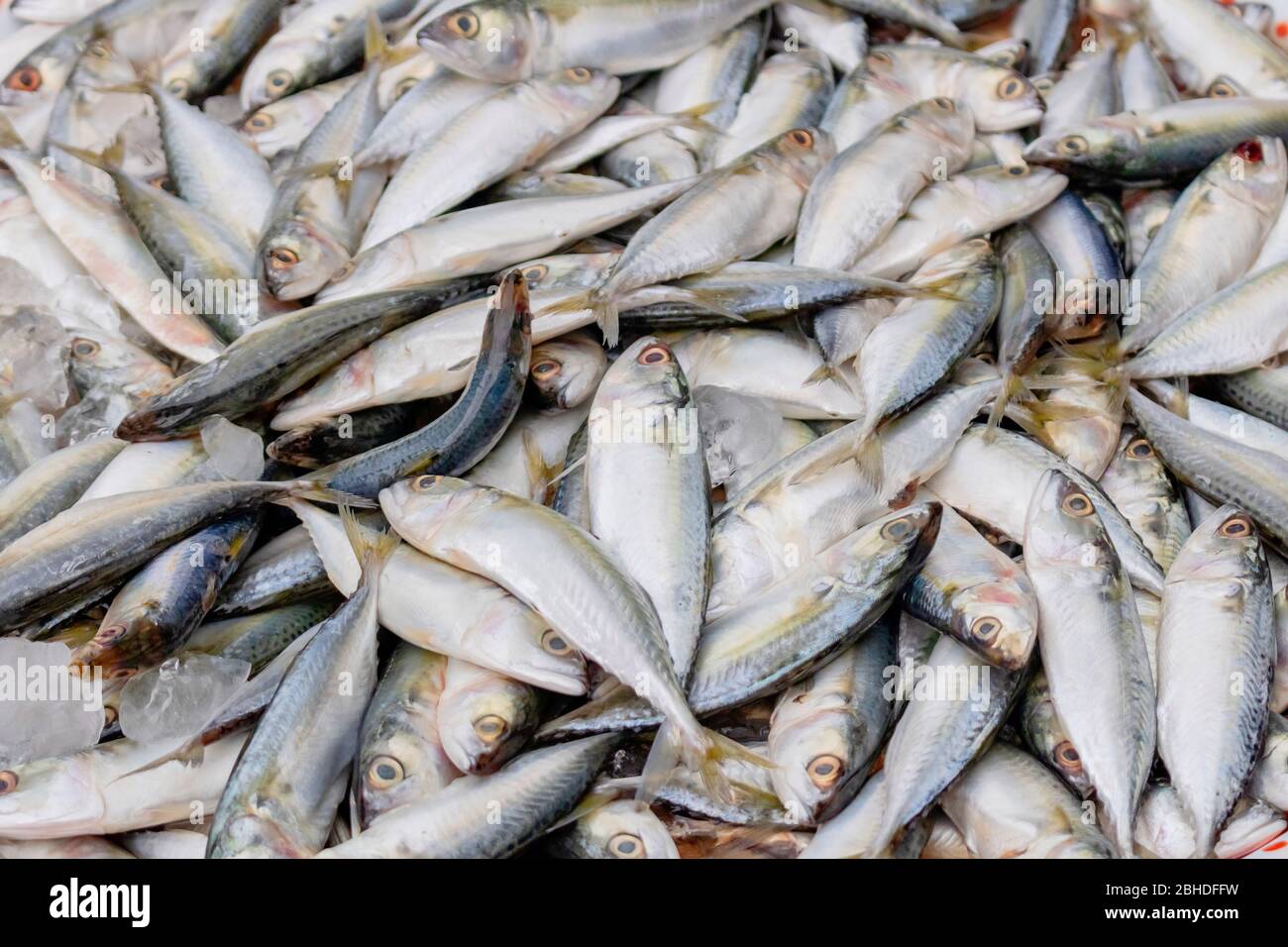 Mackerel fish piling on the floor in the Thai street fish market Stock ...