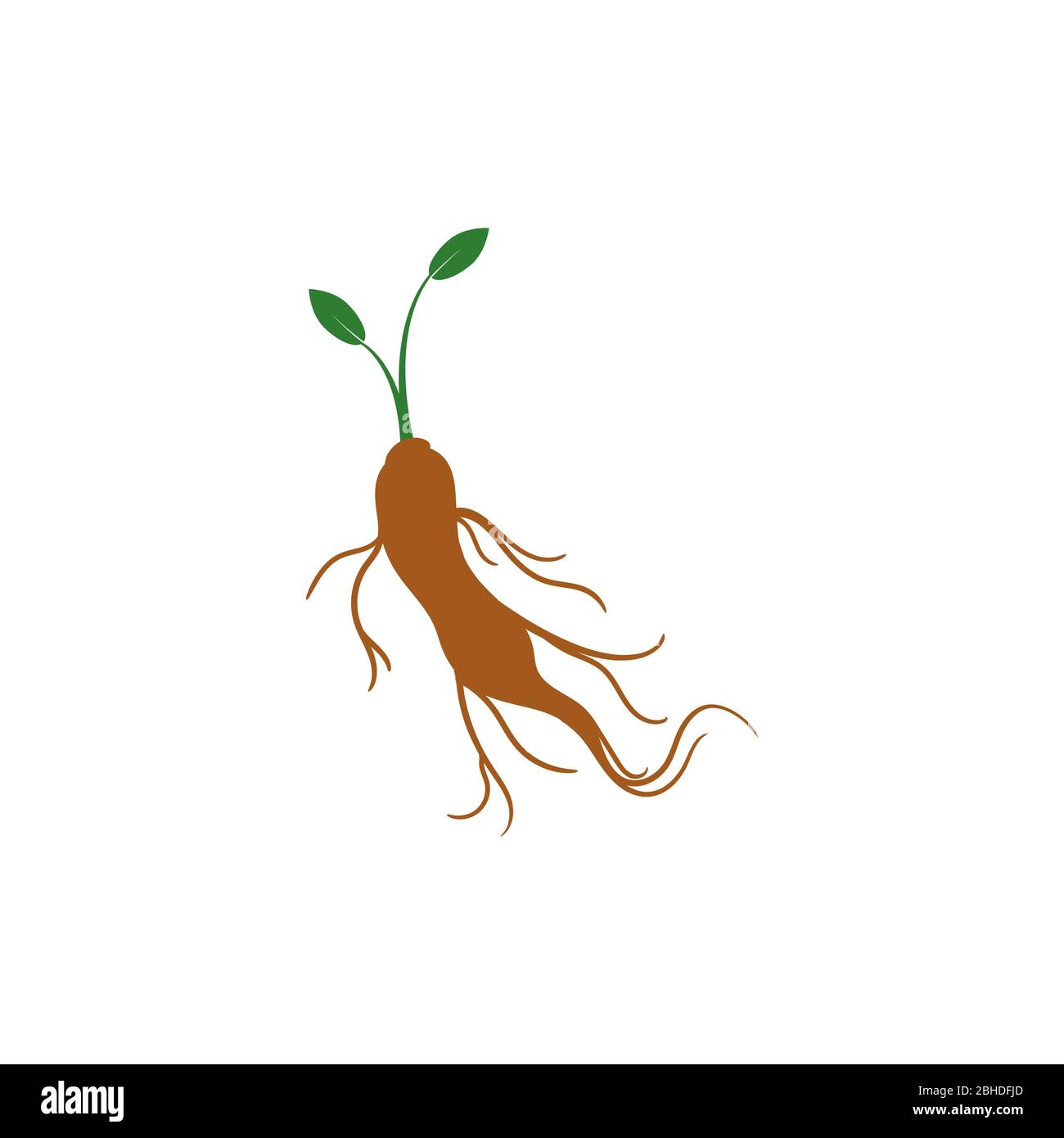 Ginseng vector vectors hi-res stock photography and images - Alamy