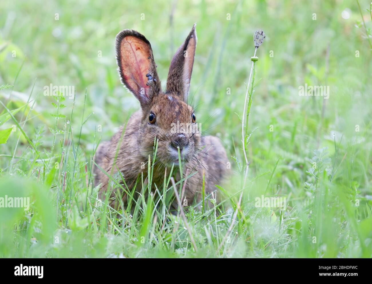 Rabbit covered in engorged black-legged ticks or deer ticks on an early ...