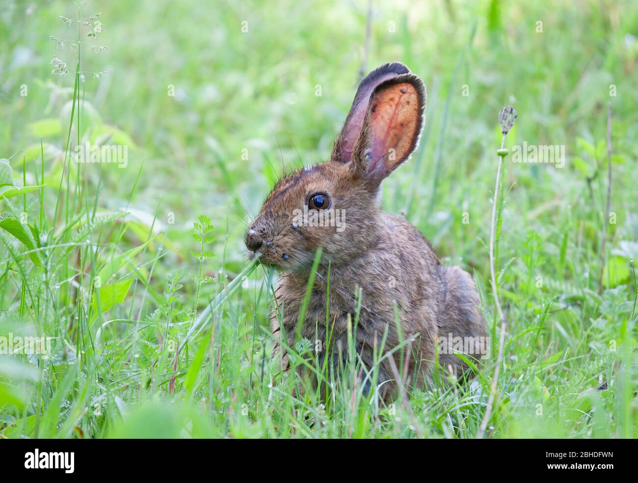Black legged tick isolated hi-res stock photography and images - Alamy