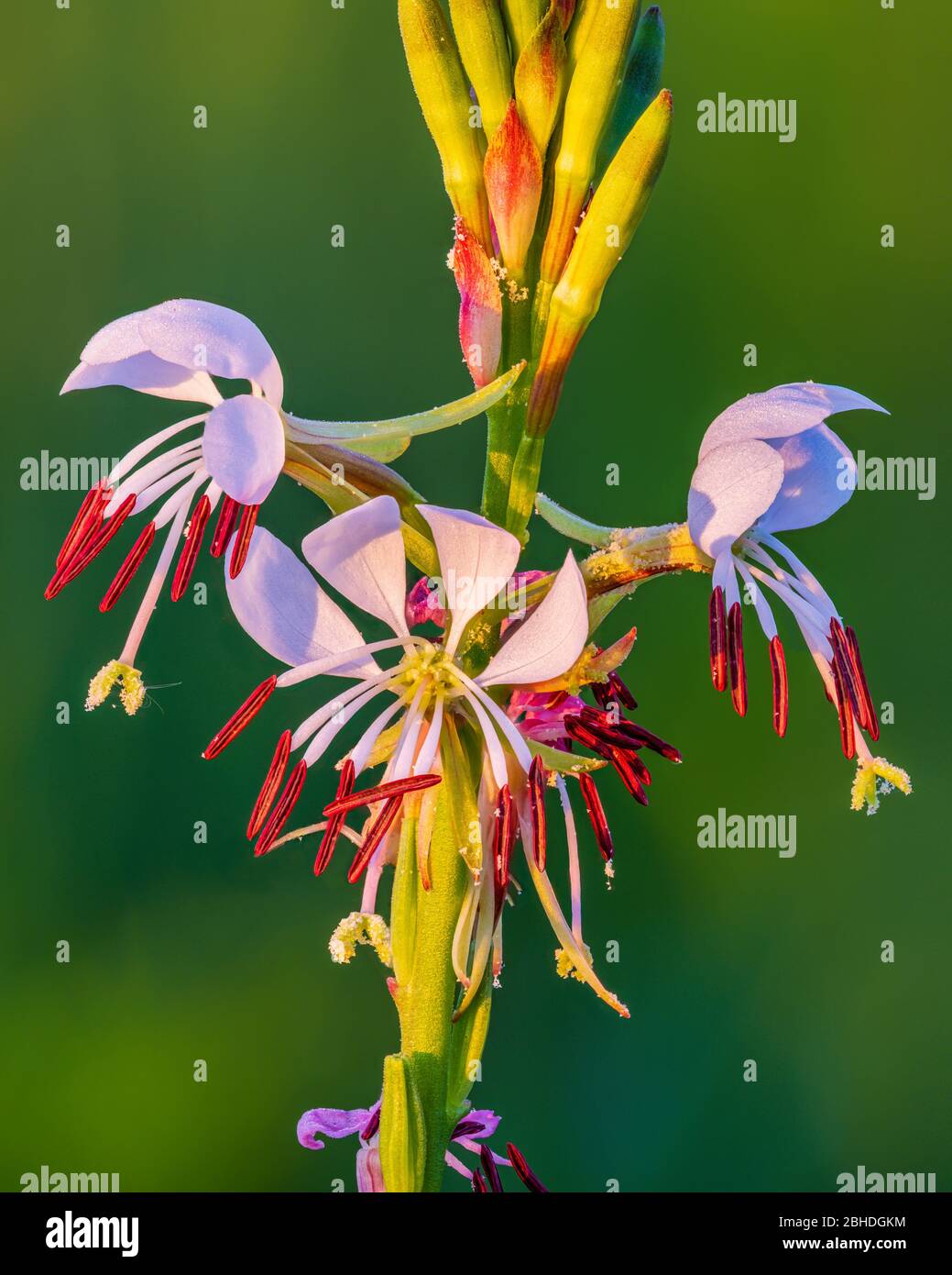 Texas Wildflower at Dawn Stock Photo - Alamy