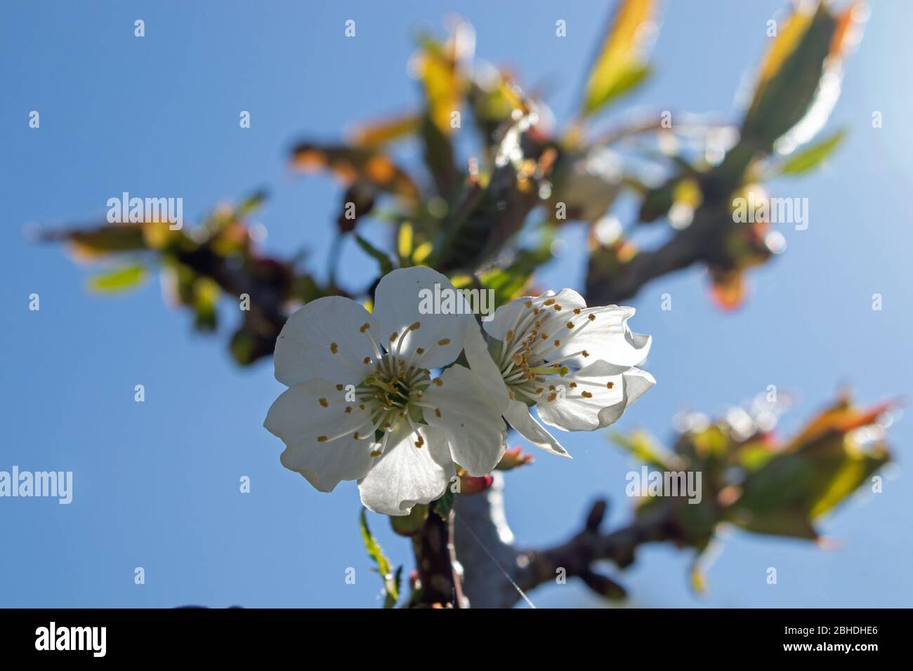 Chinese plum tree hi-res stock photography and images - Alamy