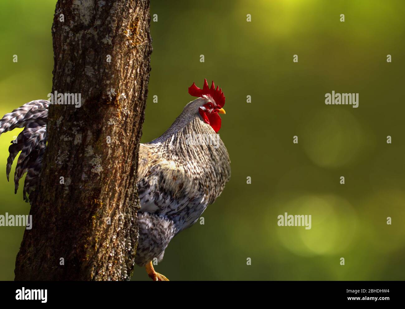 Tree rooster hi-res stock photography and images - Alamy