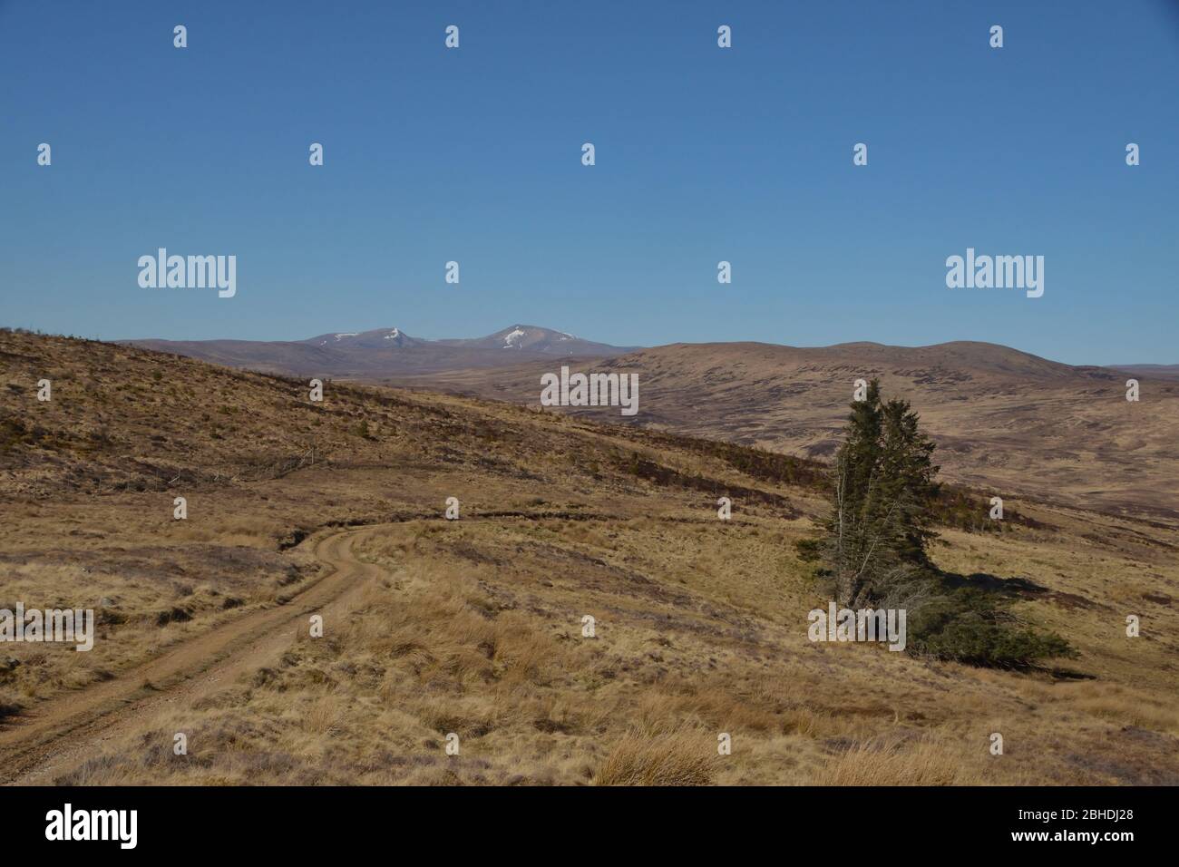 Lonely pine trees in a Scottish Highland landscape in Strath Brora ...