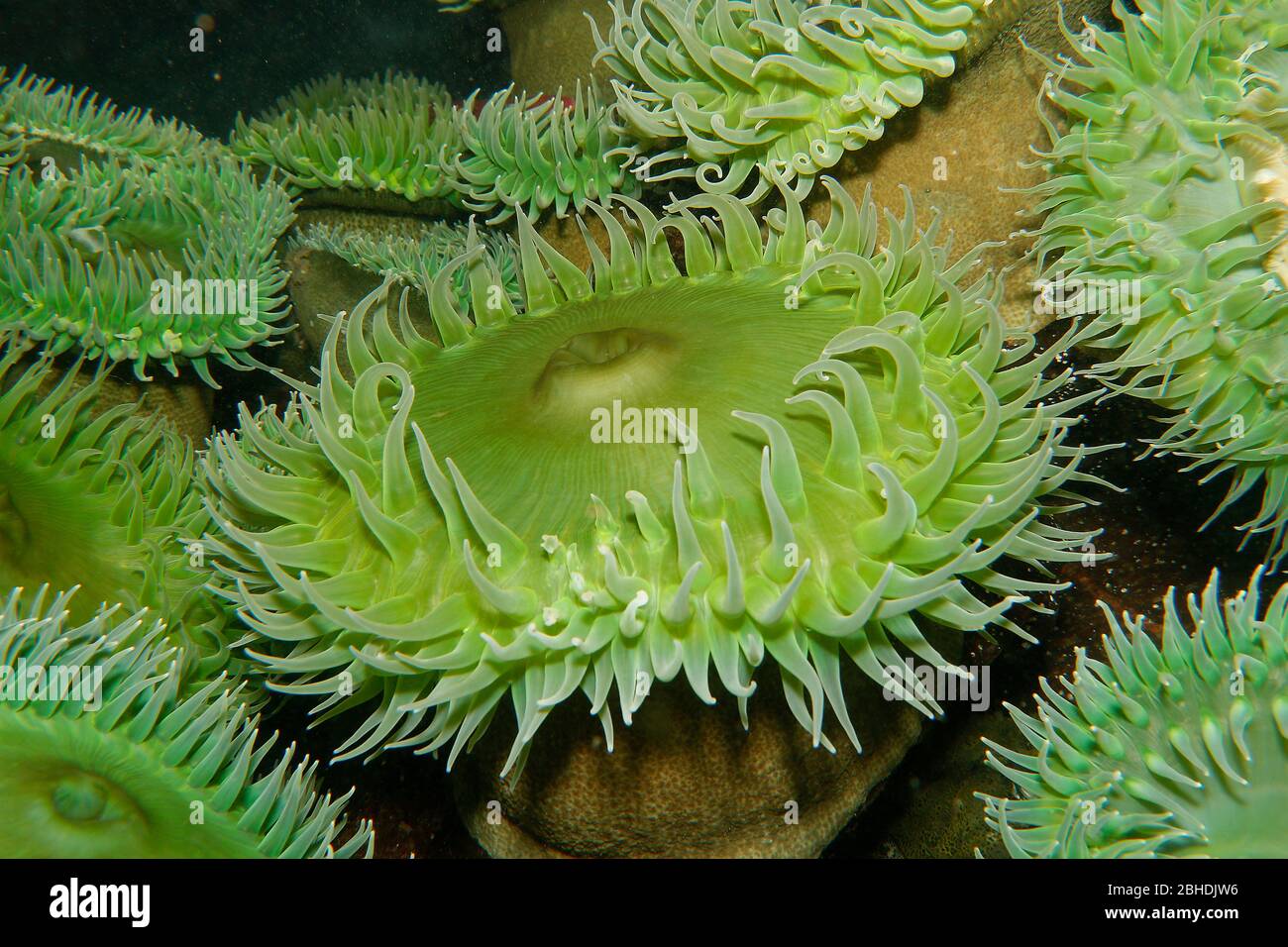 Giant Green Anemone, Anthopleura xanthogrammica Stock Photo - Alamy