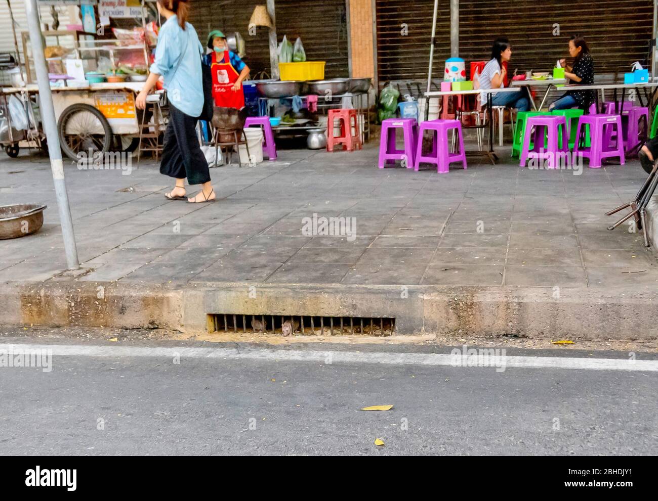 The Dirty rats coming out from the sewage hold on the street of Bangkok ...