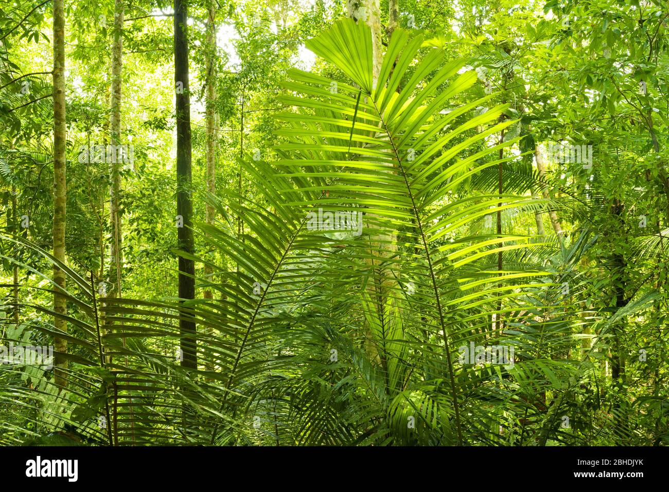 (Selective focus) Stunning view of some tropical trees with beautiful ...