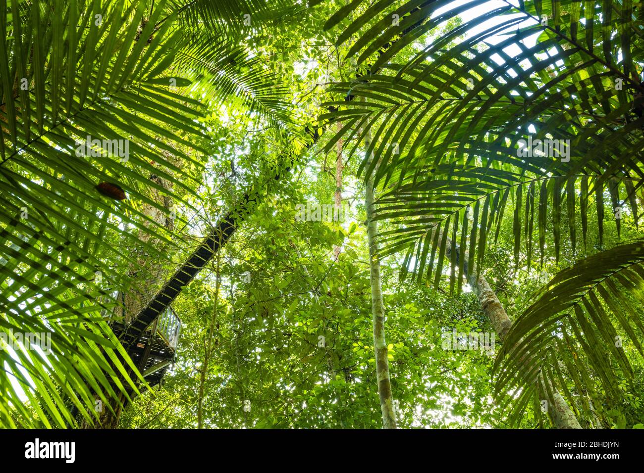 (Selective focus) Stunning view of some tropical trees with beautiful ...