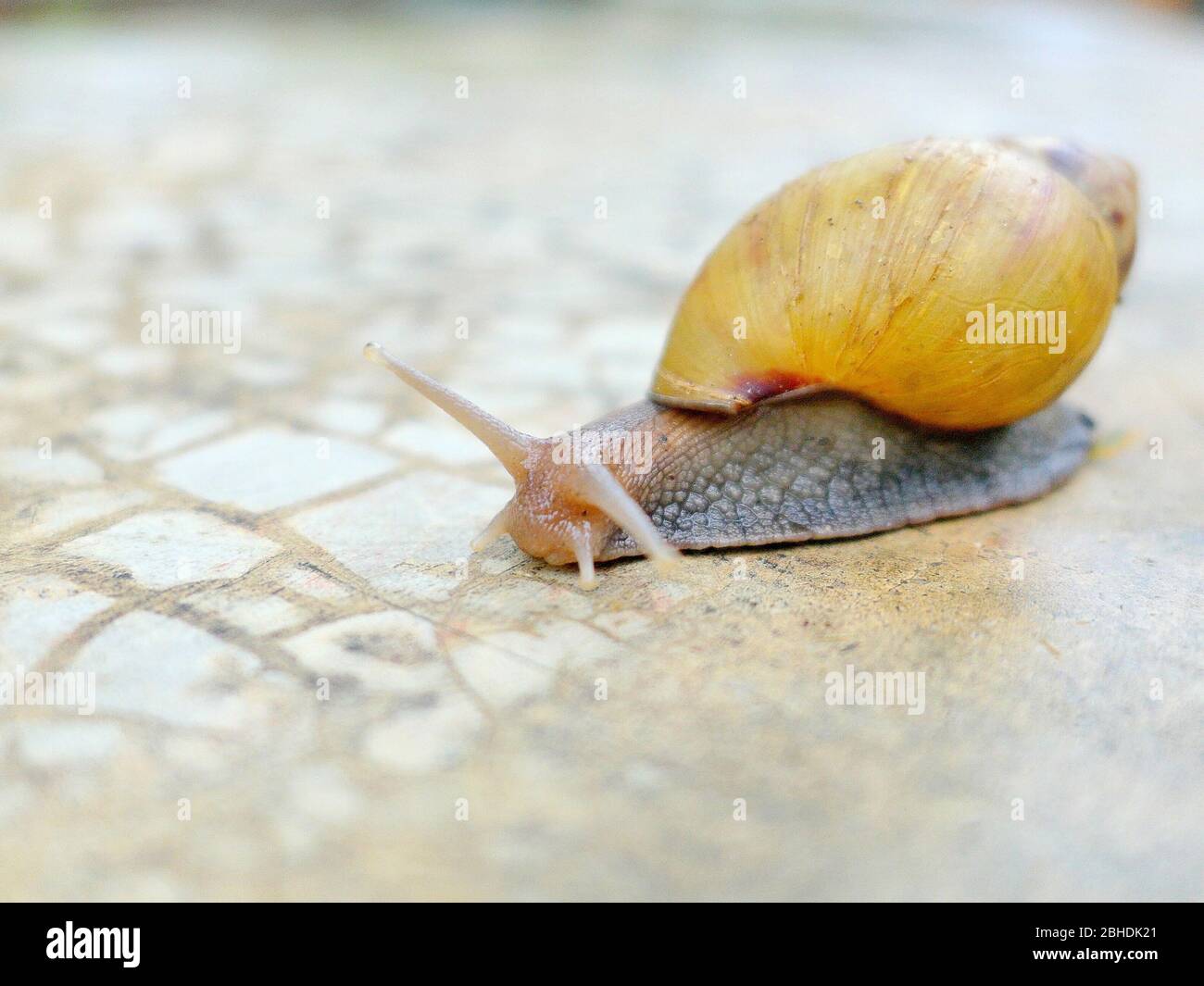 Freshwater slug hi-res stock photography and images - Alamy
