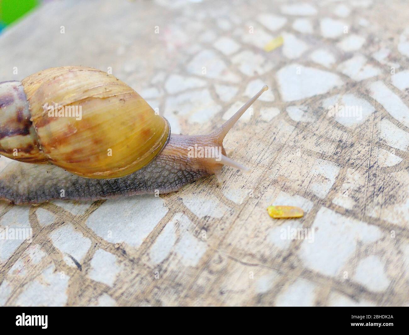 Freshwater slug hi-res stock photography and images - Alamy