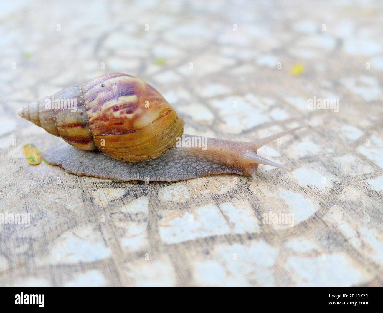 Freshwater slug hi-res stock photography and images - Alamy