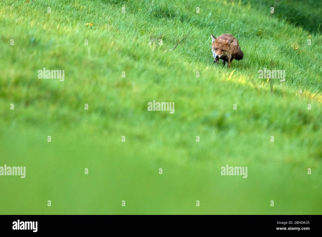 Red fox running hi-res stock photography and images - Alamy