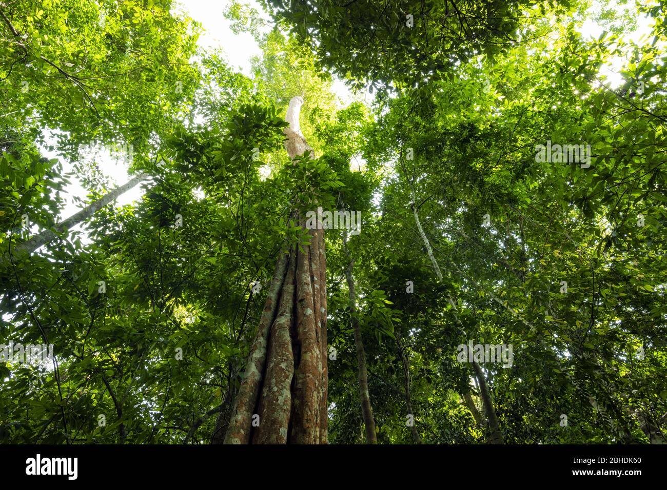 (Selective focus) Stunning view of some tropical trees with beautiful ...