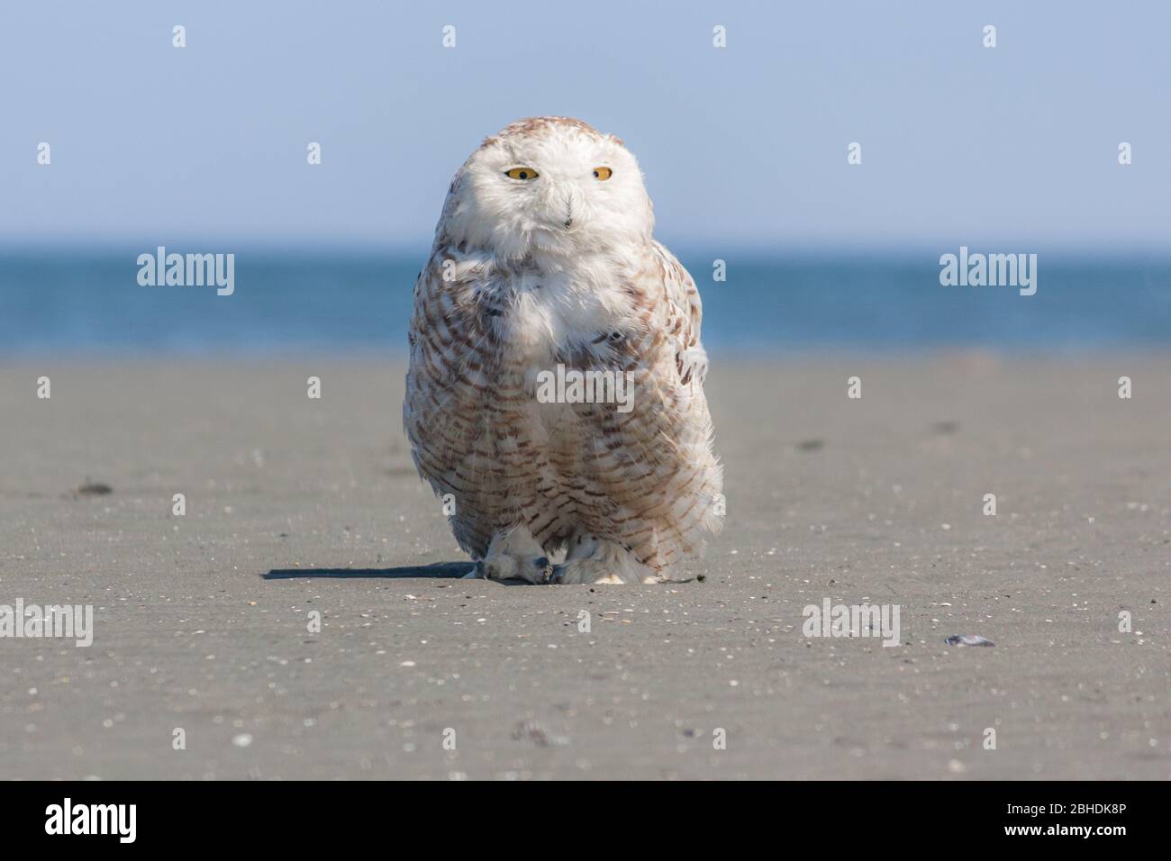 Closeup of Snowy Owl standing on sand beach with blue sky and water ...