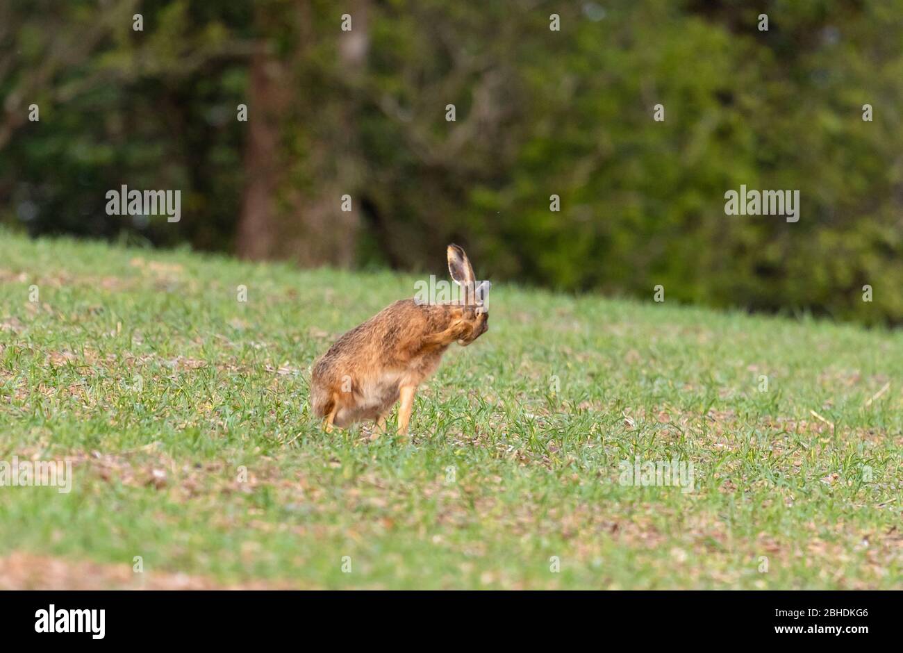 Hare coursing uk hi-res stock photography and images - Alamy