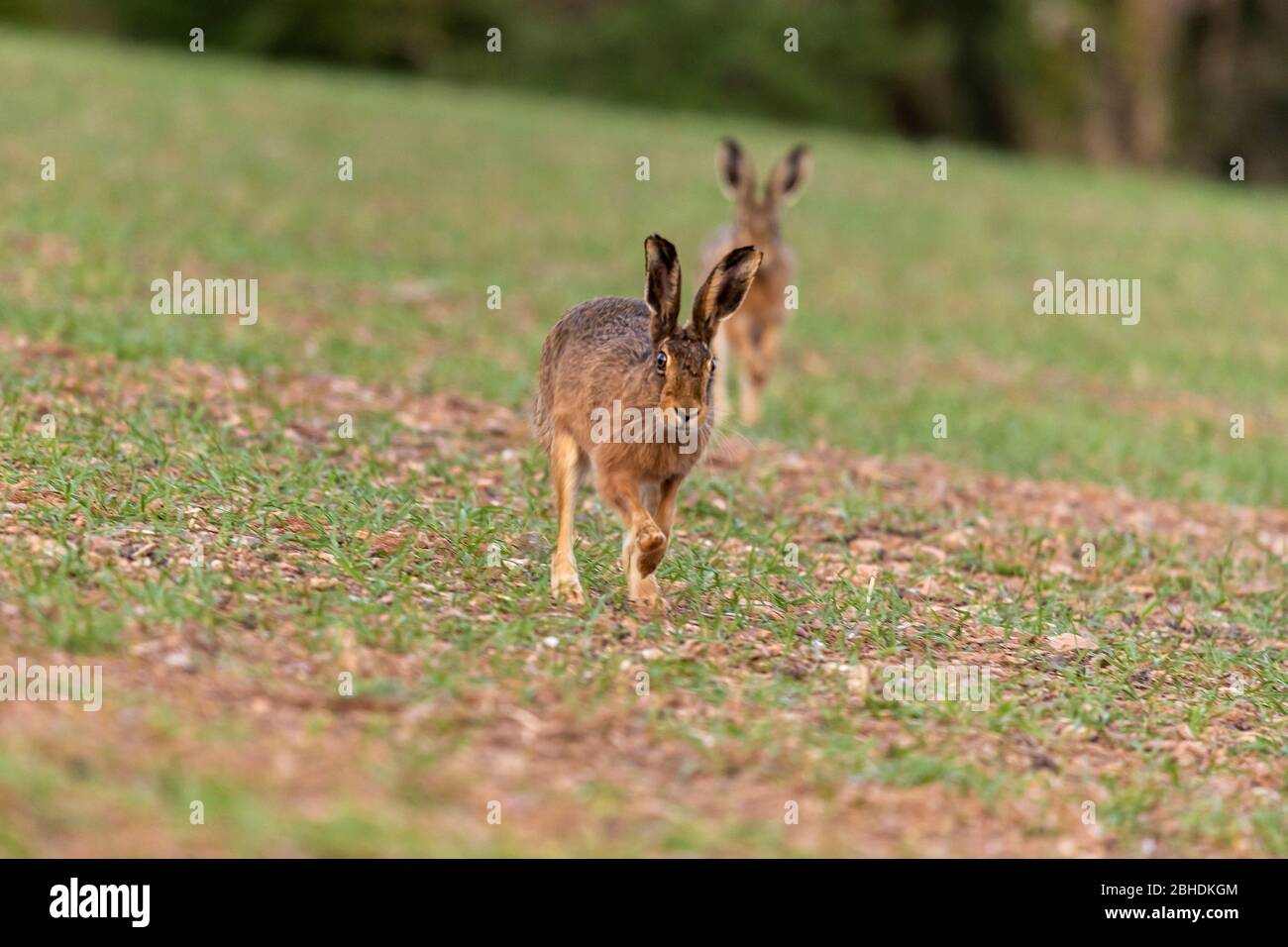 Hare coursing uk hi-res stock photography and images - Alamy