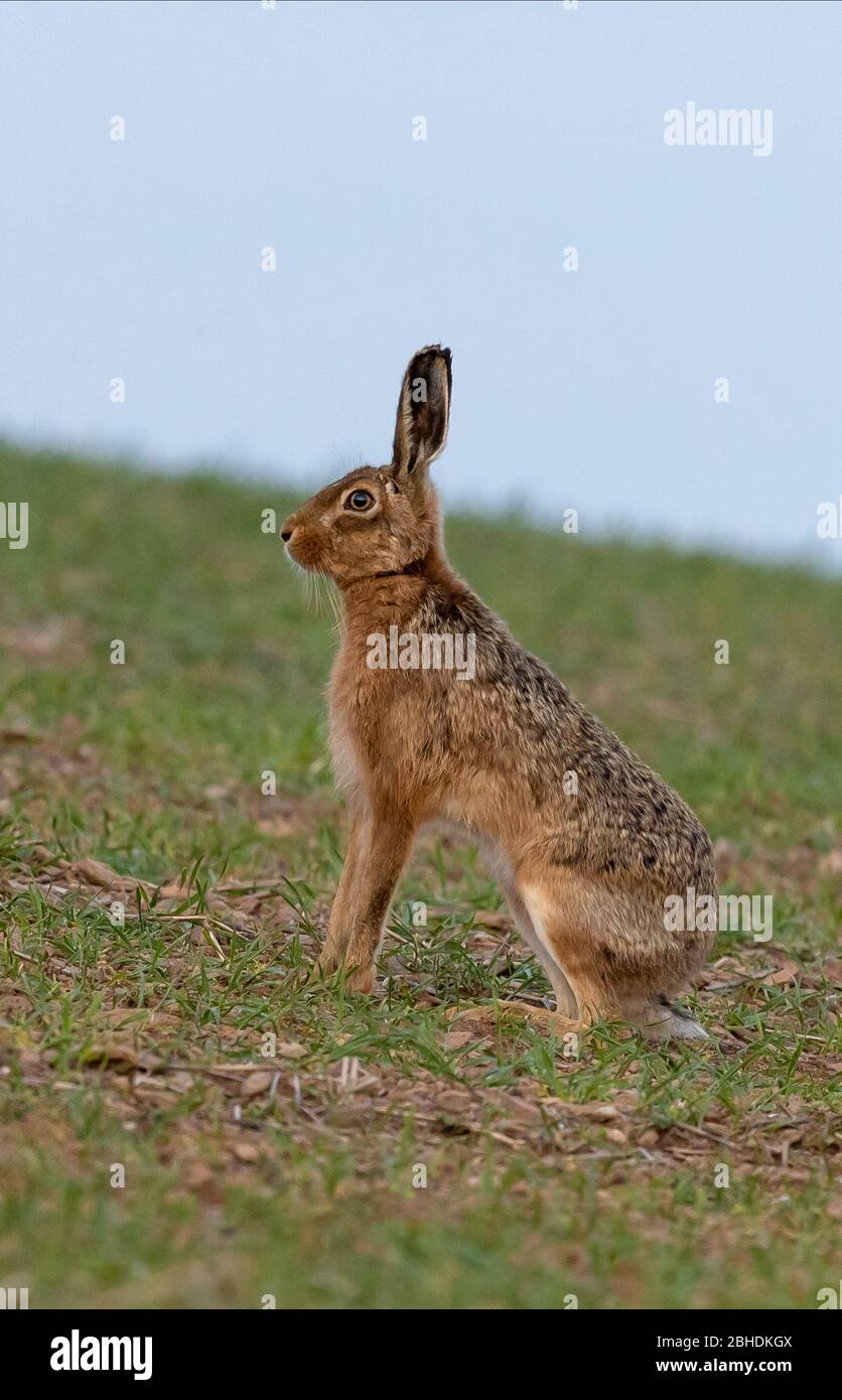 A adult Hare in a ploughed and seeded crop field Stock Photo - Alamy
