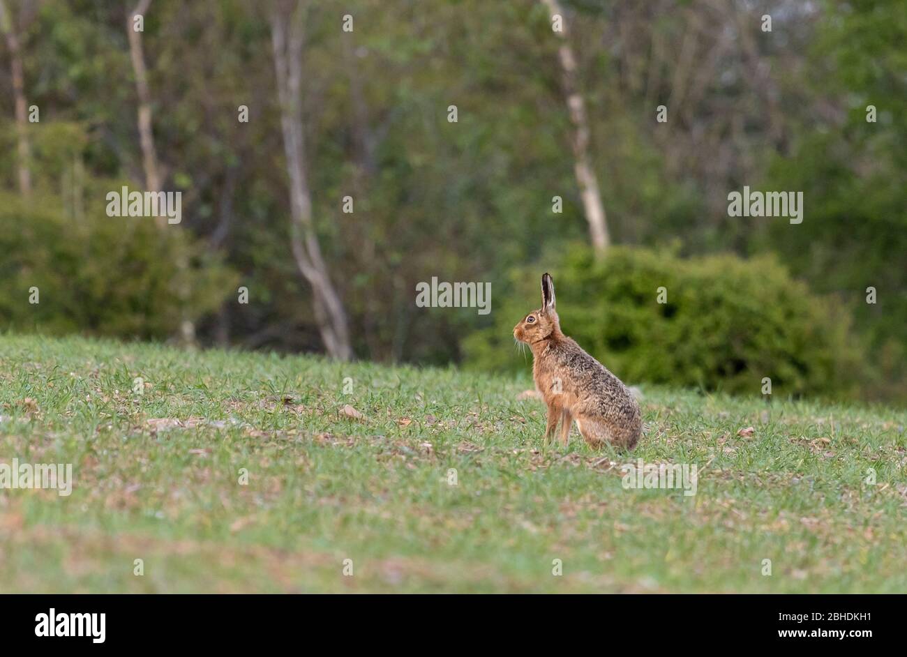 A adult Hare in a ploughed and seeded crop field Stock Photo - Alamy