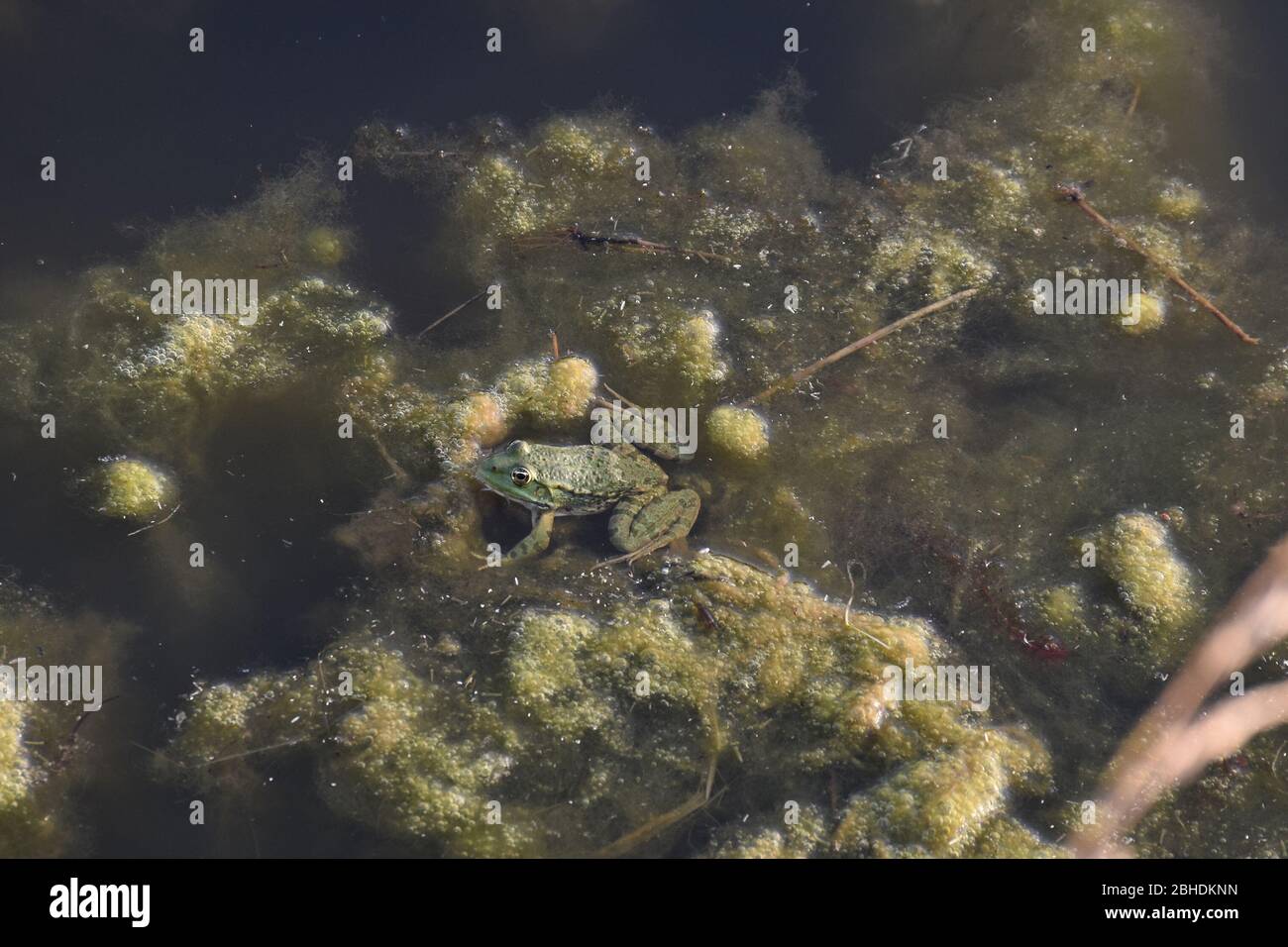 Frog looking from water hi-res stock photography and images - Alamy