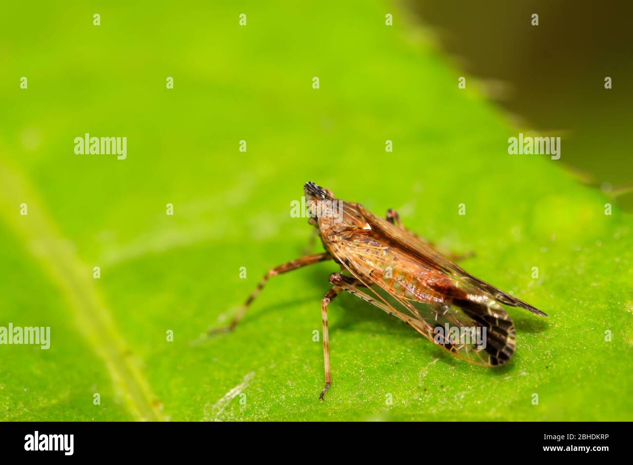 Homoptera hi-res stock photography and images - Alamy