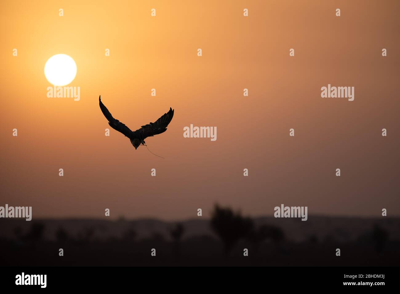 Saker falcon flying in front of the rising sun Stock Photo - Alamy