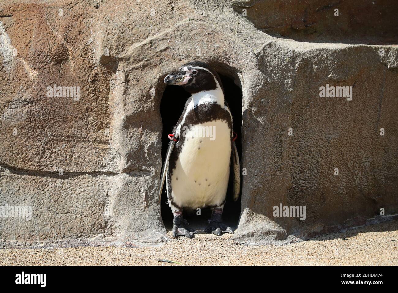 Its den blair drummond safari park hi-res stock photography and images ...