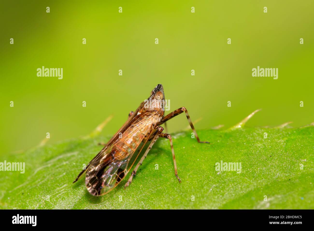 a homoptera insects named wax-cicadas on a green leaf Stock Photo - Alamy