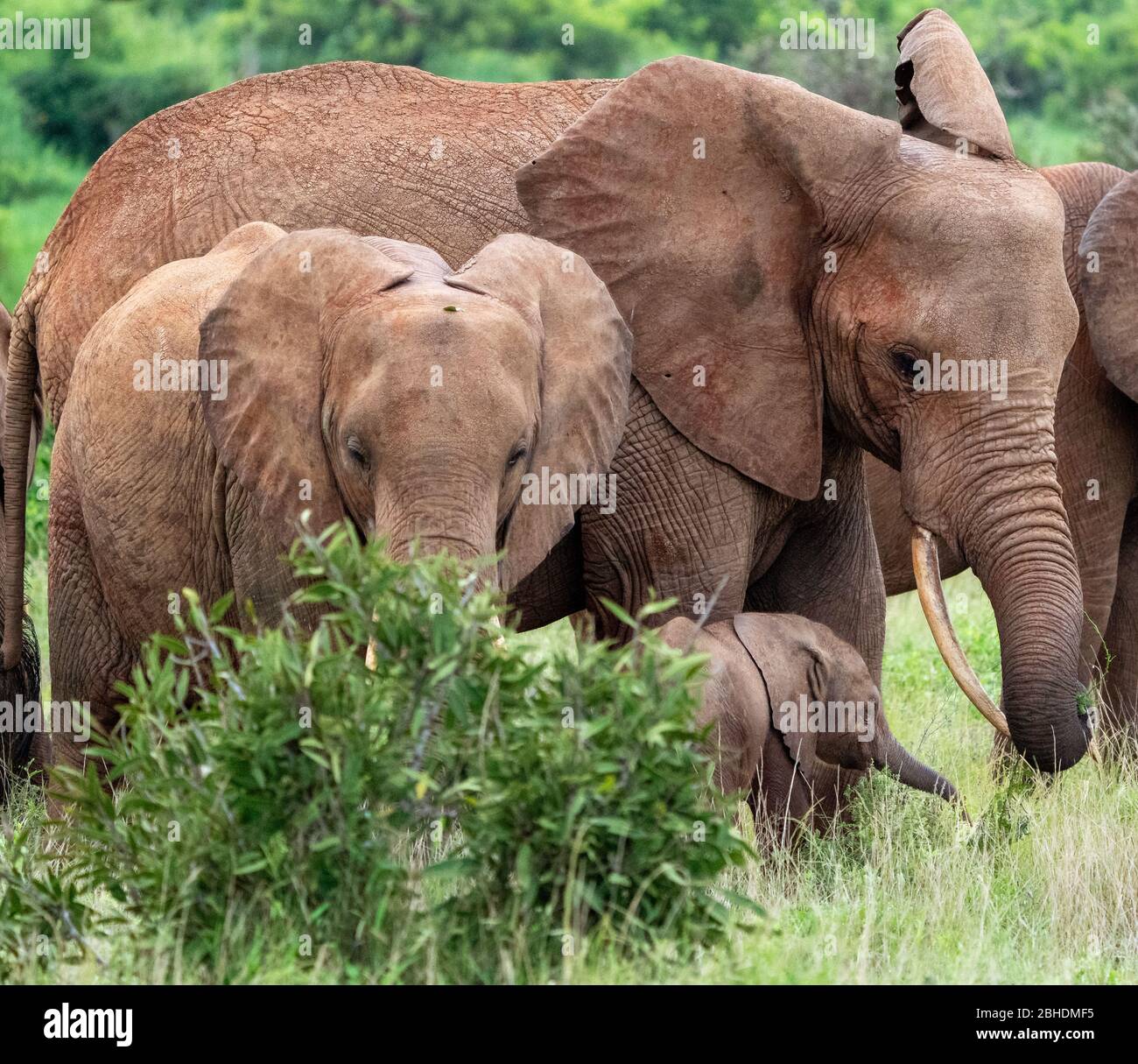 Kenyan baby elephant hi-res stock photography and images - Alamy