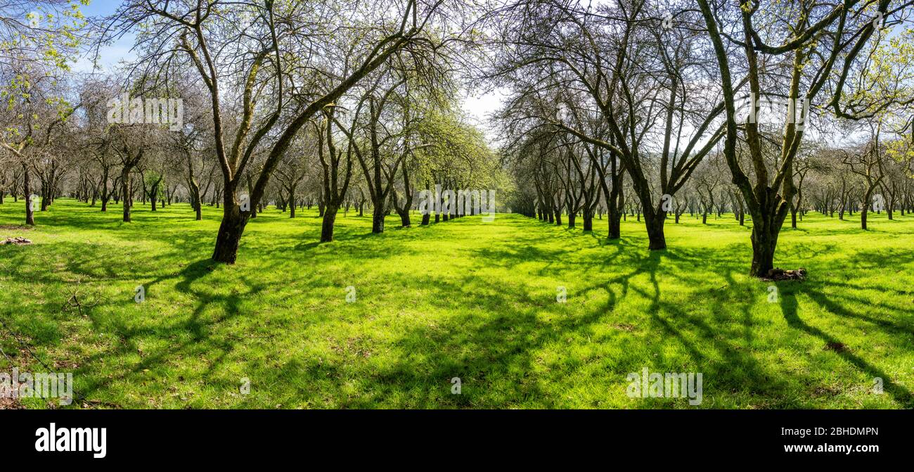 Apple orchard in early spring with rows of old unpruned trees ...