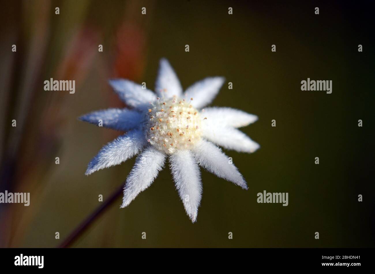 Australian native Lesser Flannel Flower, Actinotus minor, family ...